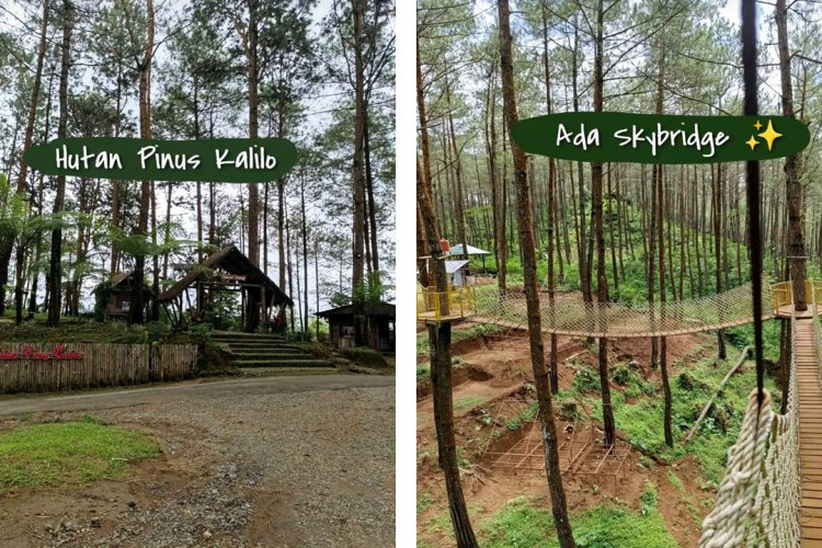 Hutan Pinus Kalilo, Wisata Alam Sejuk di Purworejo - Portal Informasi ...